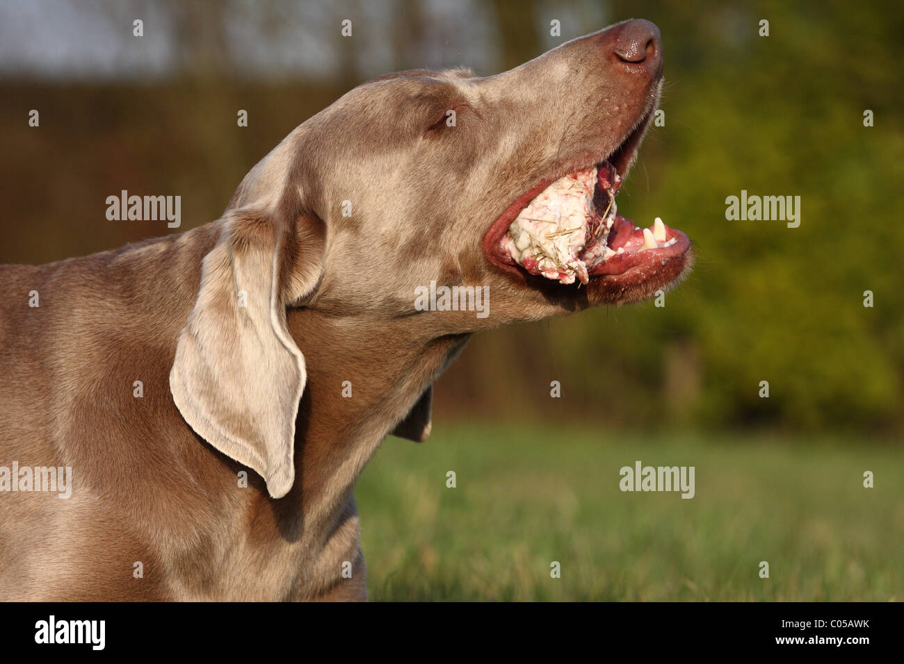 Weimaraner eating hi-res stock photography and images - Alamy