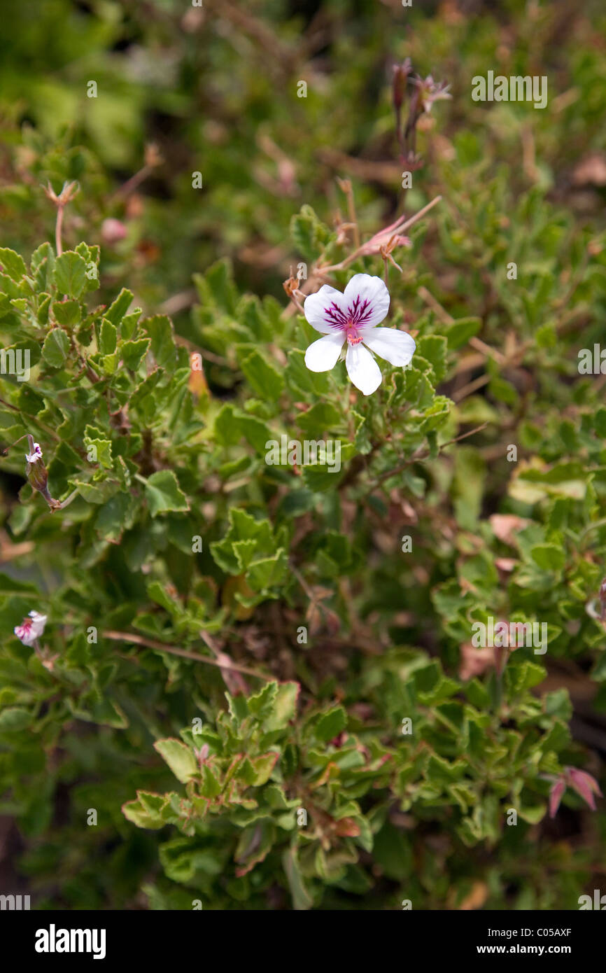 South african cape geranium hi-res stock photography and images - Alamy