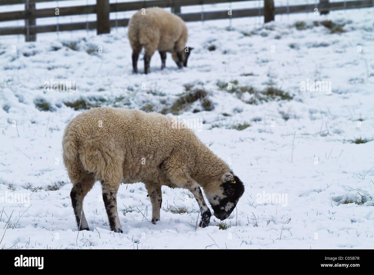 Find the sheep hi-res stock photography and images - Alamy