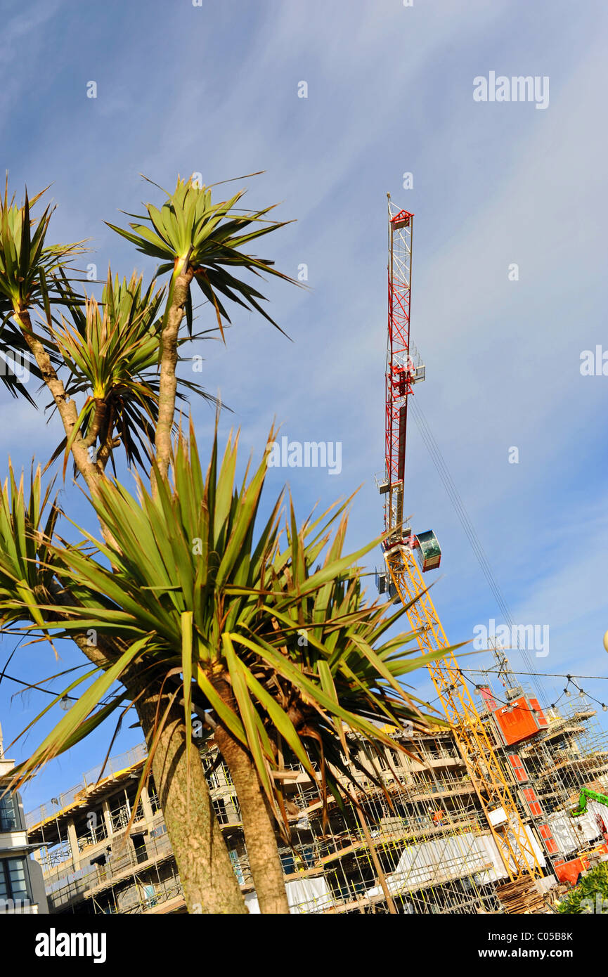 Crane in a tree hi-res stock photography and images - Alamy