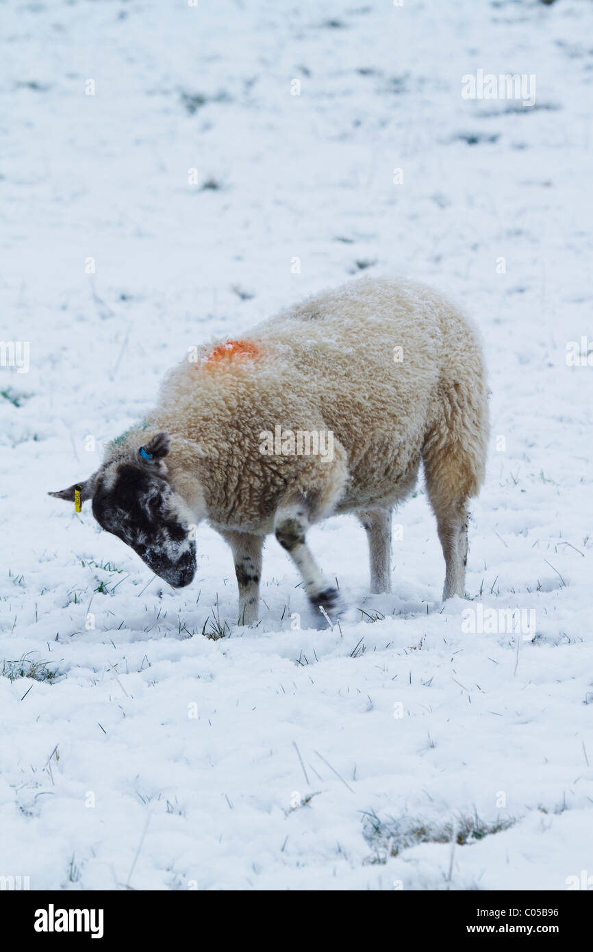 Sheep digging the snow to find grass Stock Photo - Alamy