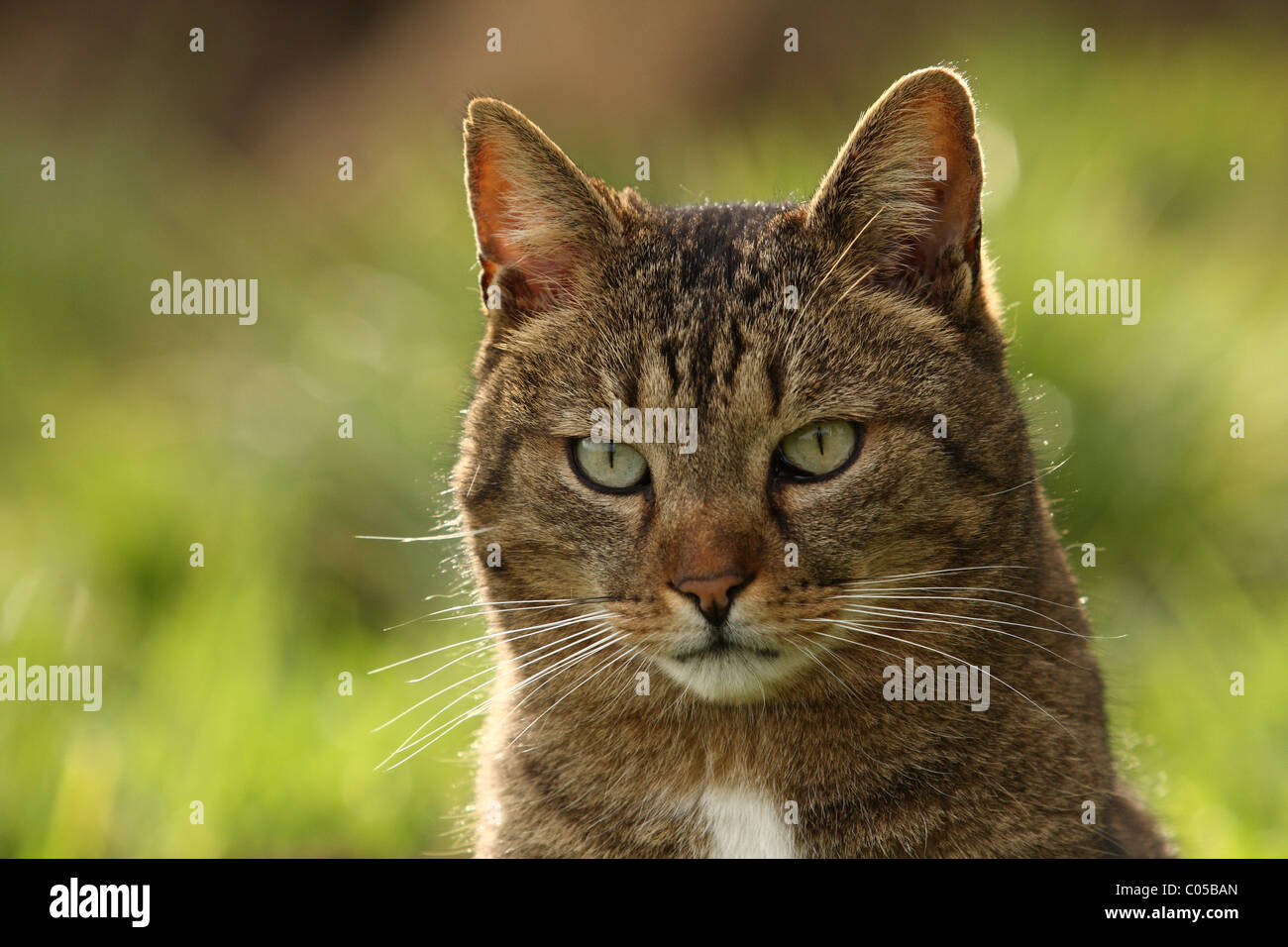 Domestic cat hi-res stock photography and images - Alamy