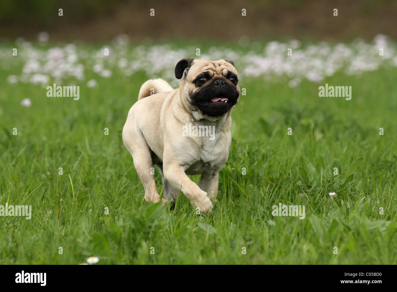 Pug field hi-res stock photography and images - Alamy