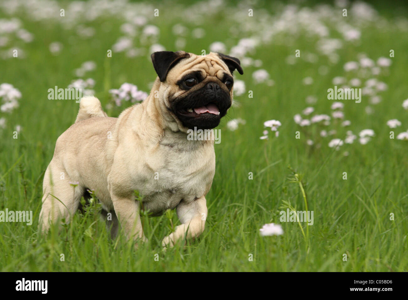 Pug hund hi-res stock photography and images - Alamy