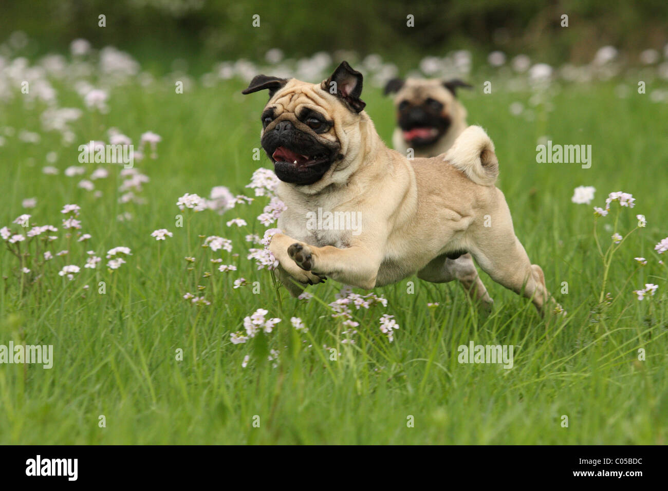 Pugs running hi-res stock photography and images - Alamy
