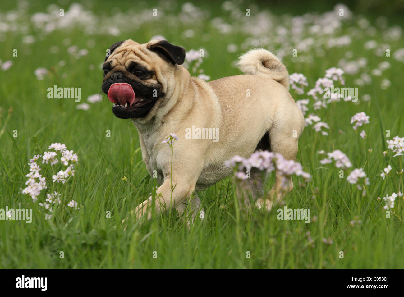pug on meadow Stock Photo - Alamy
