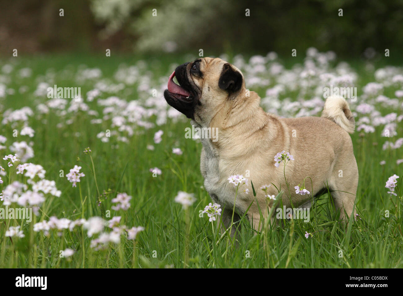 Pugs side profile hi-res stock photography and images - Alamy
