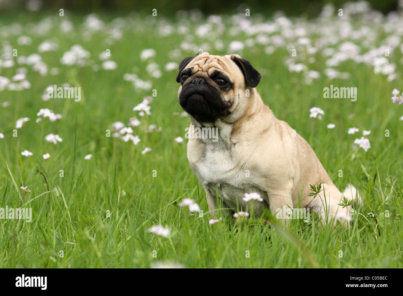 pug on meadow Stock Photo - Alamy
