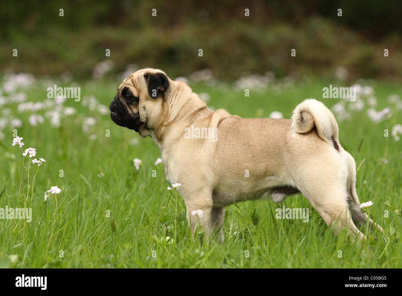 pug on meadow Stock Photo - Alamy