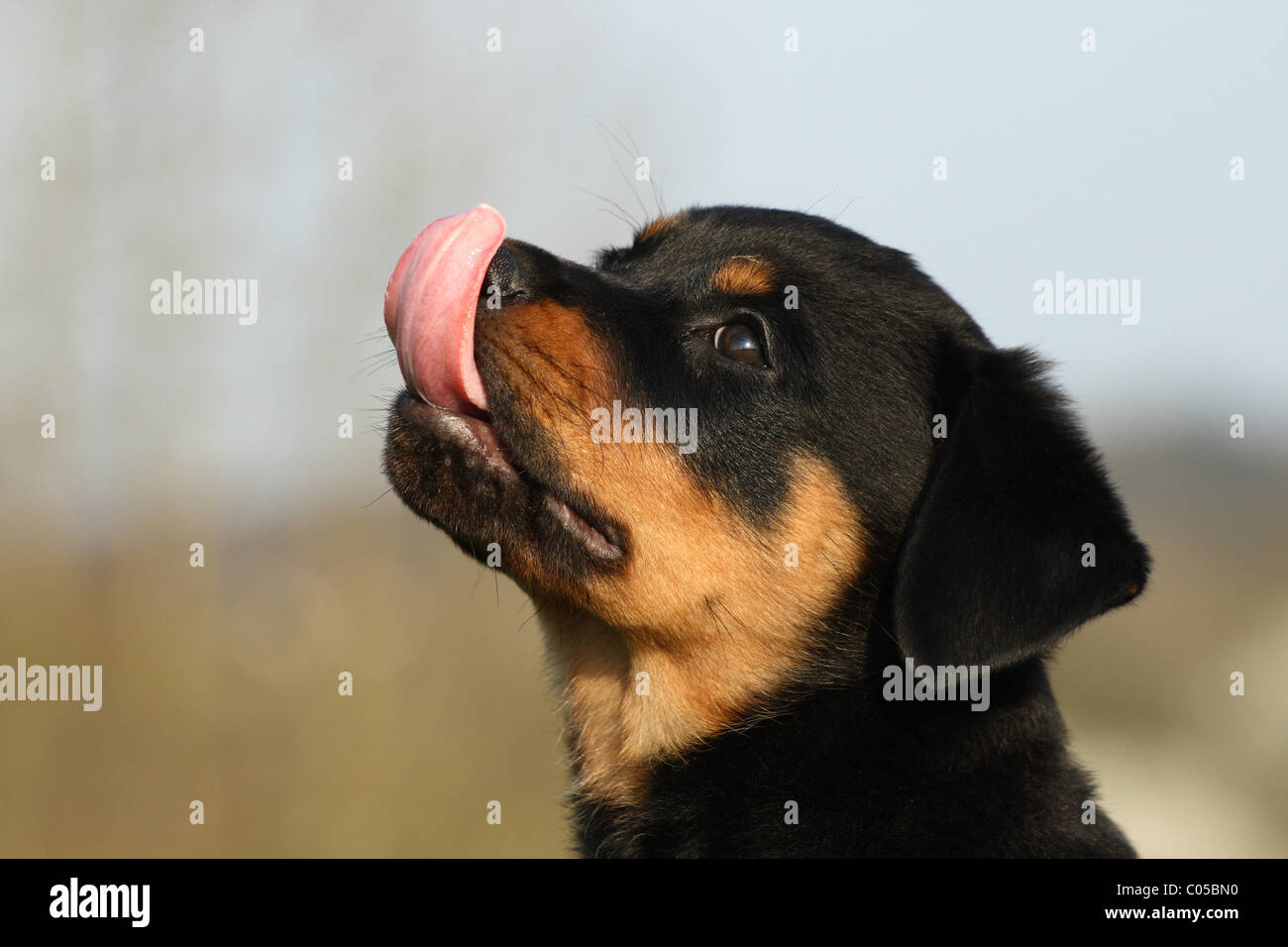 Rottweiler Puppy Portrait Stock Photo - Alamy