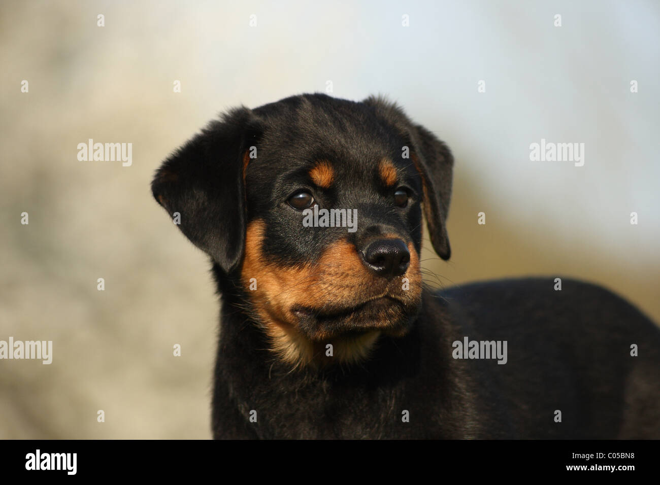 Rottweiler Puppy Portrait Stock Photo - Alamy