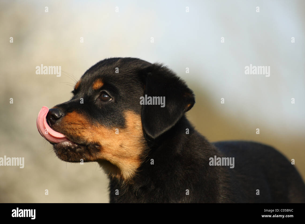 Rottweiler Puppy Portrait Stock Photo - Alamy