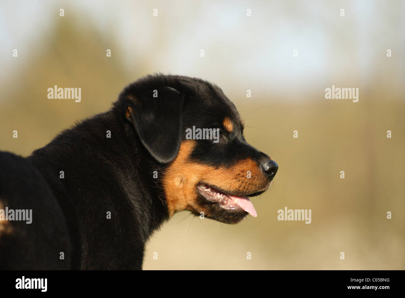 Rottweiler Puppy Portrait Stock Photo - Alamy