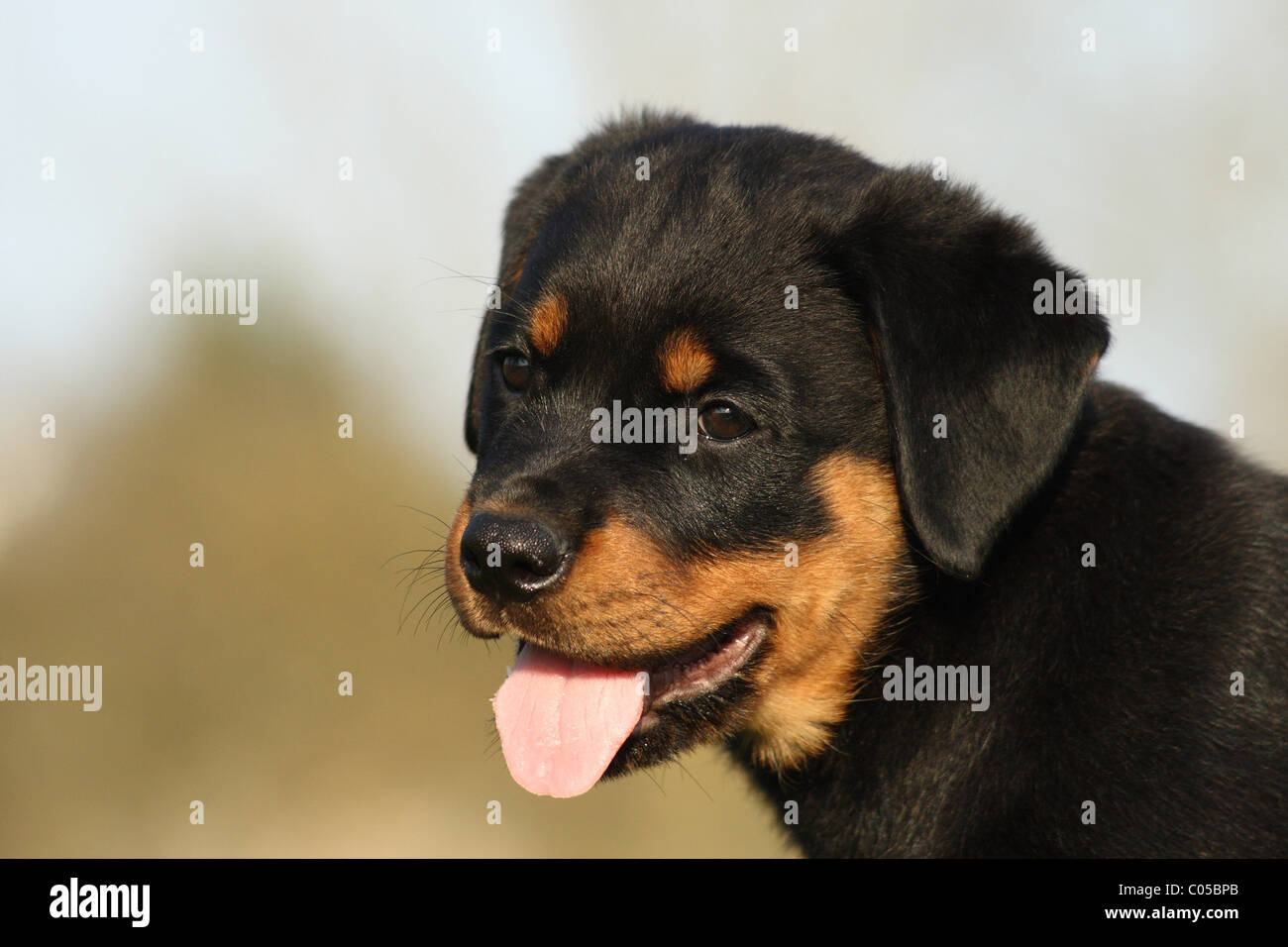Rottweiler Puppy Portrait Stock Photo - Alamy