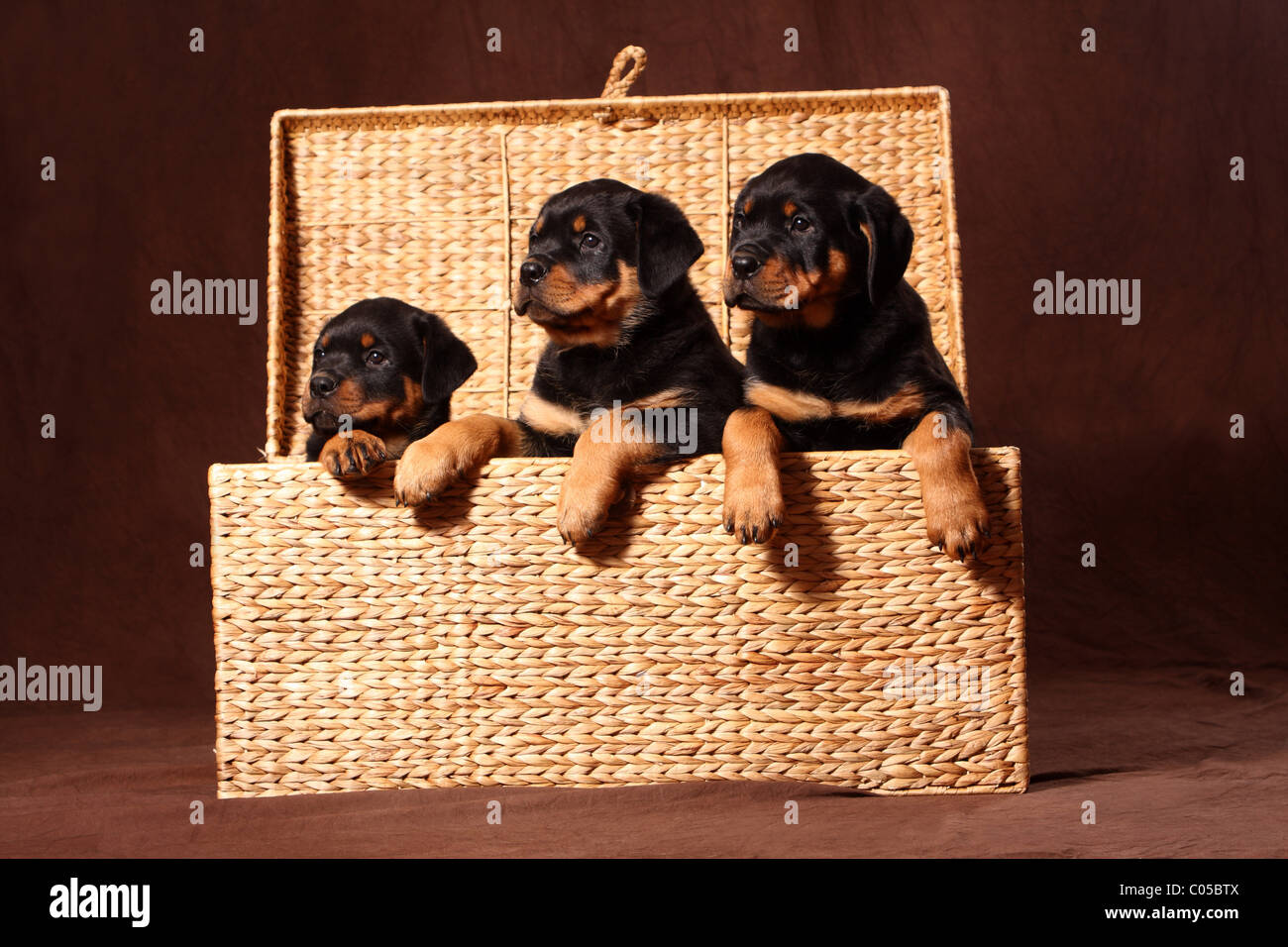 Rottweiler paw hi-res stock photography and images - Alamy