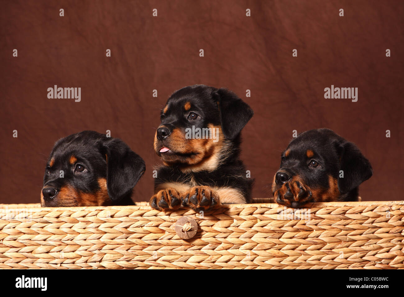 Rottweiler Puppies High Resolution Stock Photography and Images - Alamy