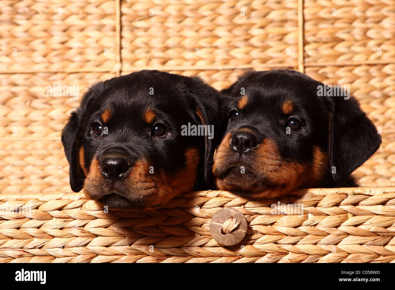 Rottweilers two dog rottweiler hi-res stock photography and images - Alamy