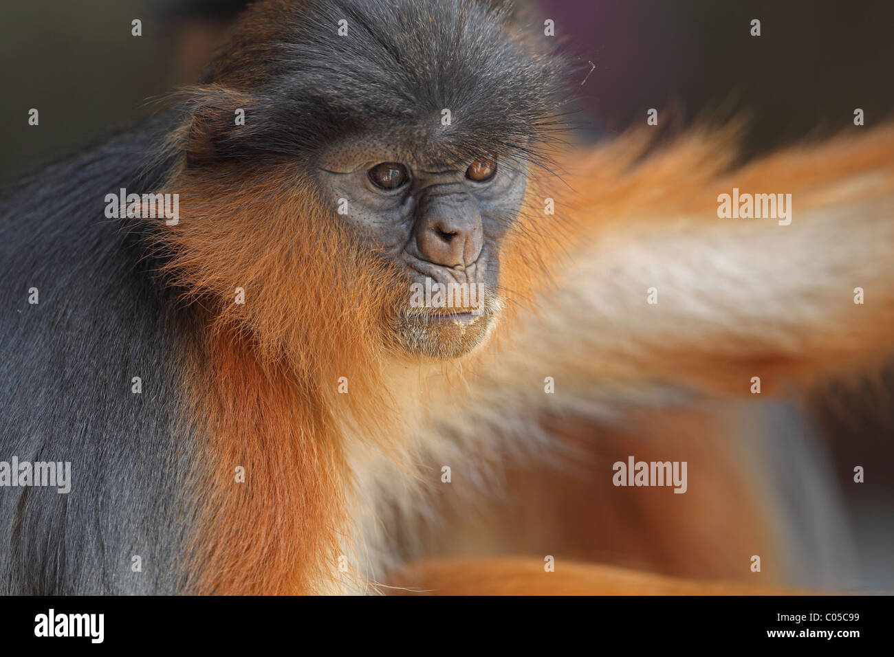 Western red colobus monkey piliocolobus badius hi-res stock photography ...