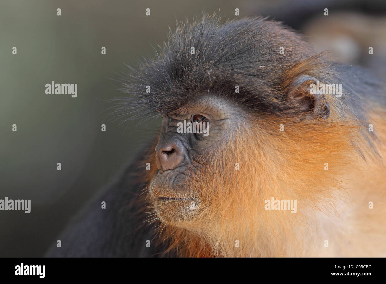 Western Red Colobus (Piliocolobus badius Stock Photo - Alamy