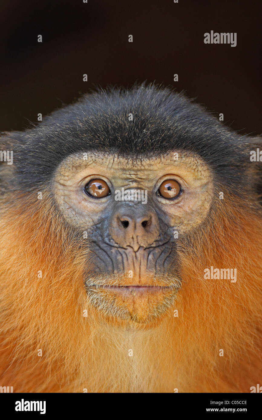 Piliocolobus badius hi-res stock photography and images - Alamy