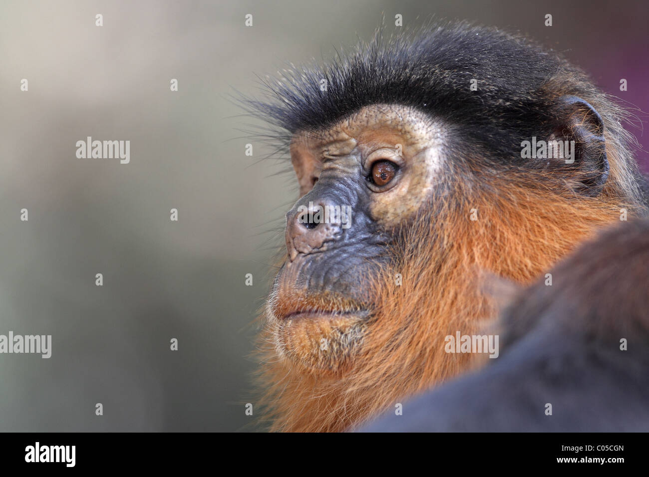 Western red colobus piliocolobus badius hi-res stock photography and ...