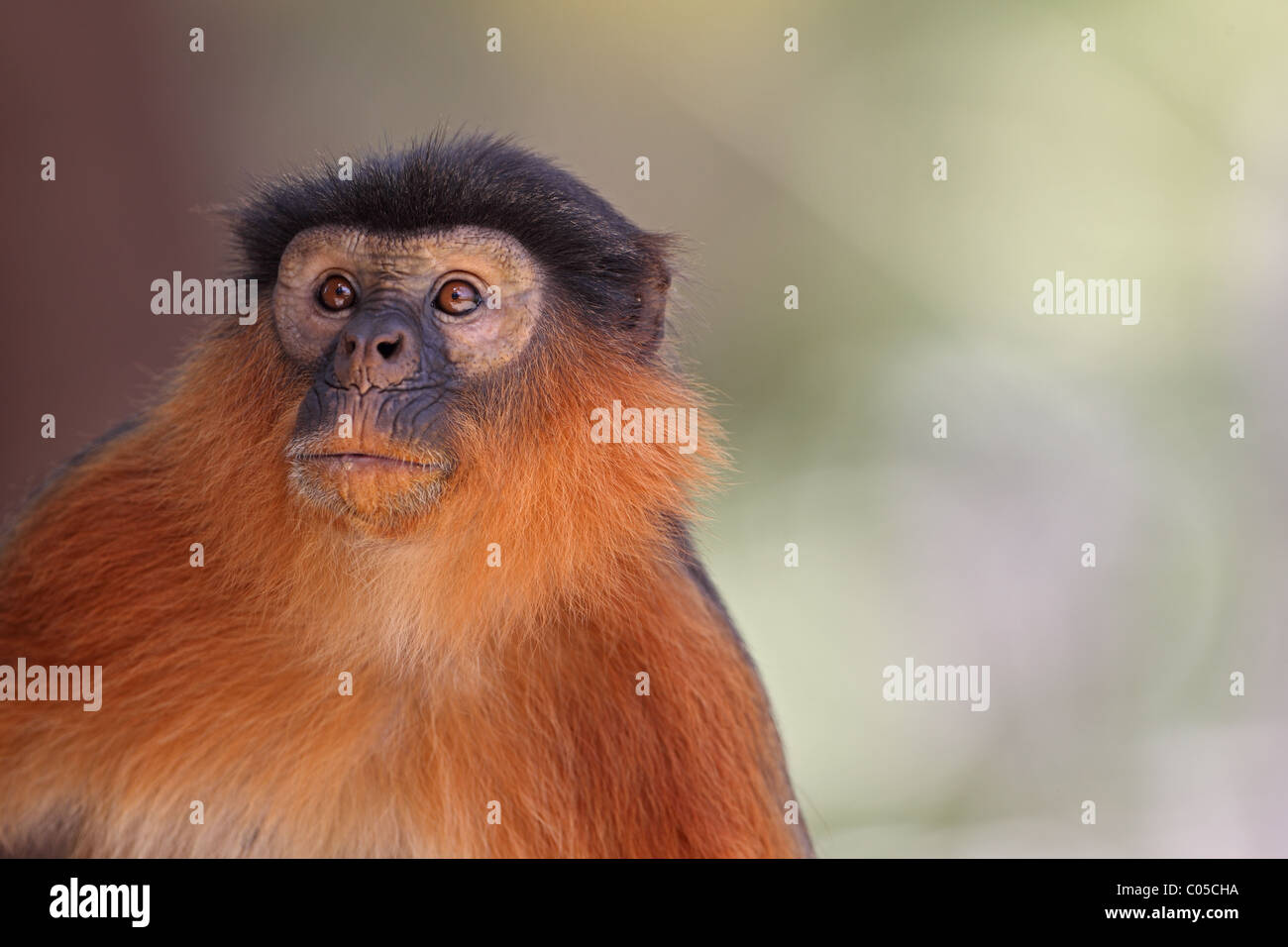 Western red colobus monkey piliocolobus badius hi-res stock photography ...