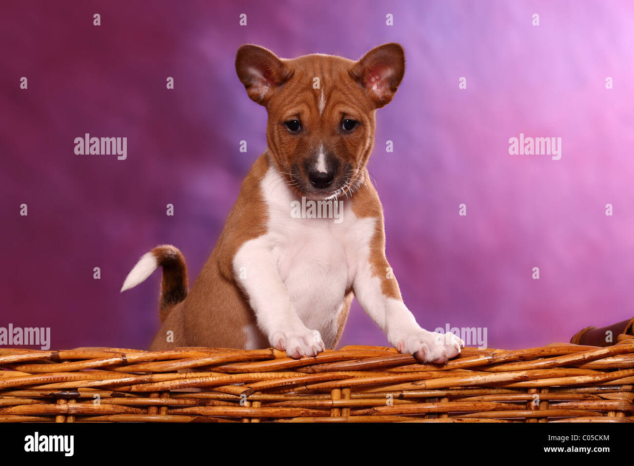 Congo lilac hi-res stock photography and images - Alamy