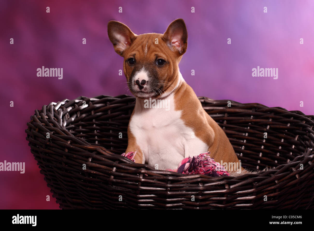 Basenji dog sitting hi-res stock photography and images - Alamy