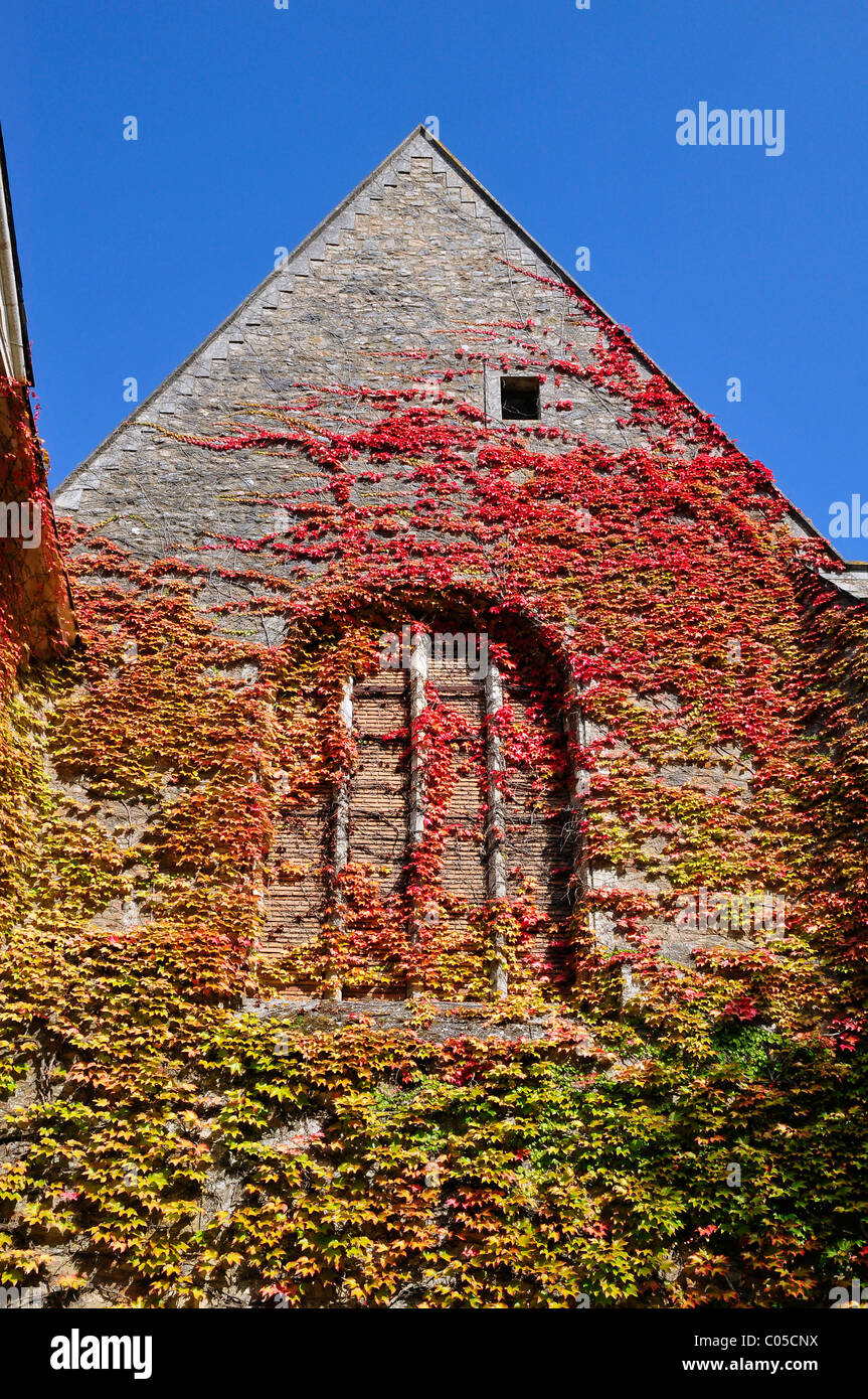 Japanese creeper (Parthenocissus) on facade of Solesmes abbey in France ...
