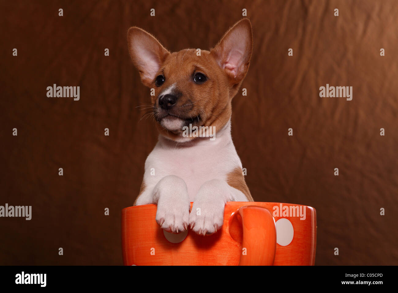 Basenji sitting hi-res stock photography and images - Alamy