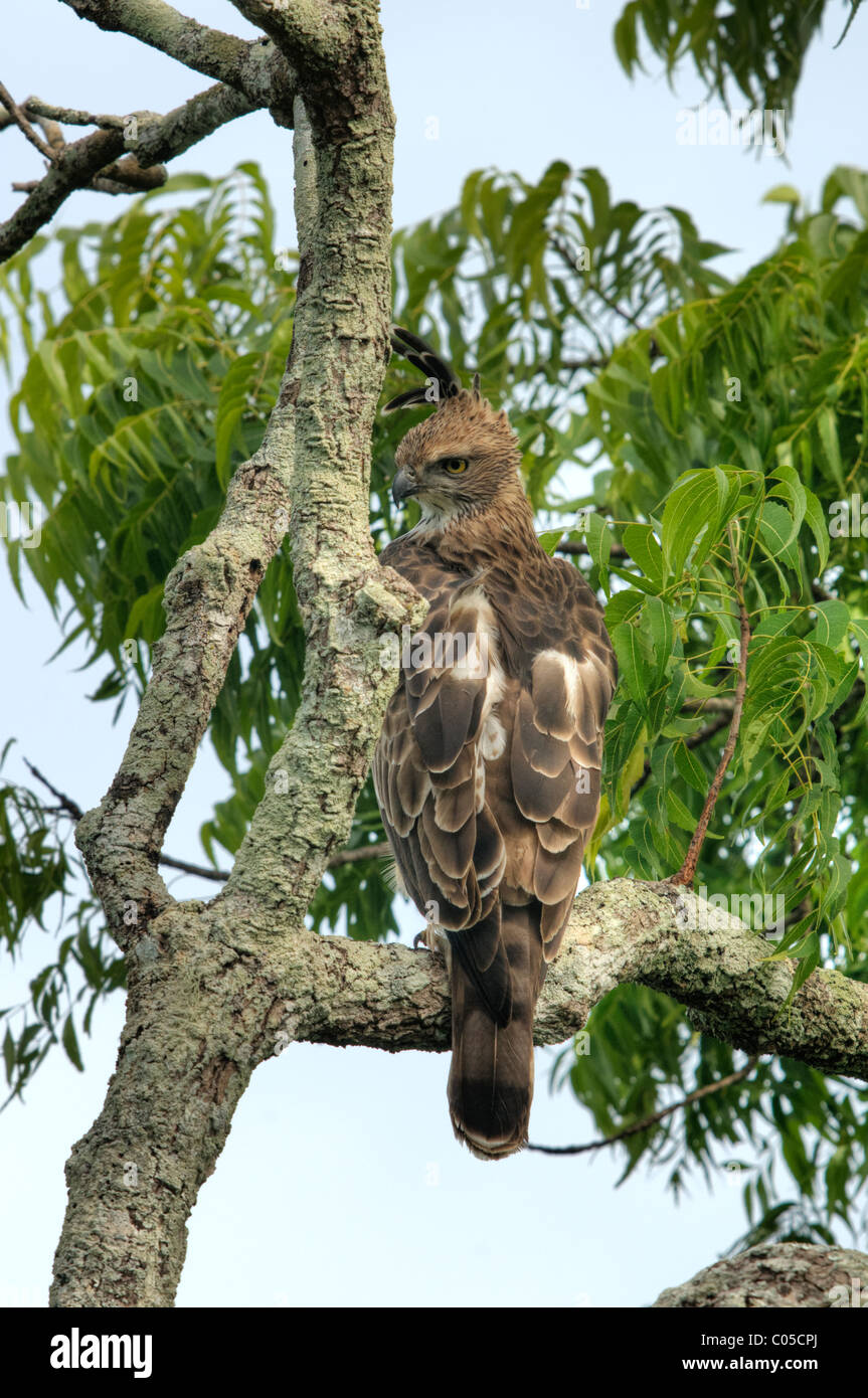 The Crested Hawk-eagle or Changeable Hawk-eagle (Nisaetus cirrhatus ...