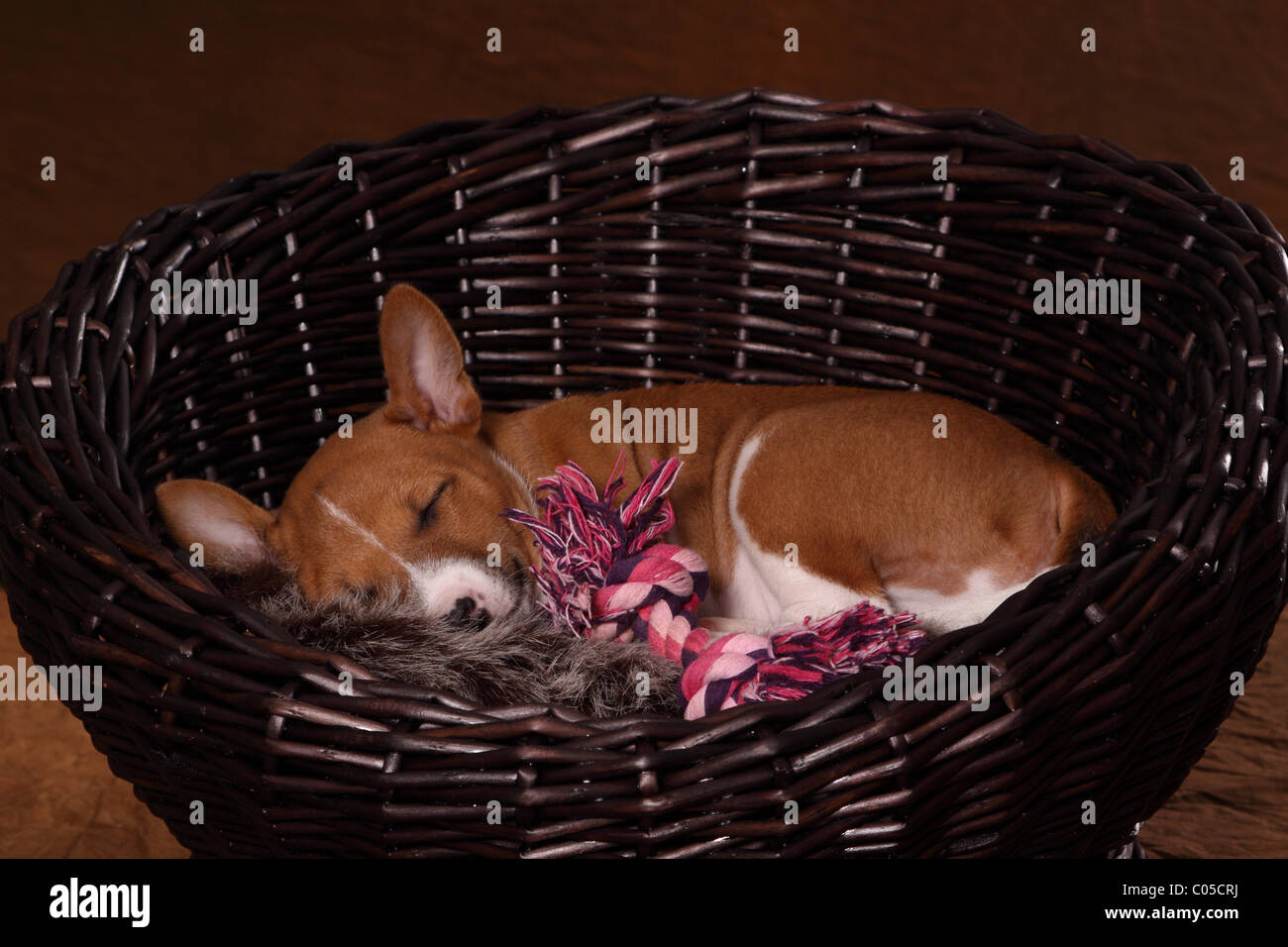 Puppy toys hi-res stock photography and images - Alamy