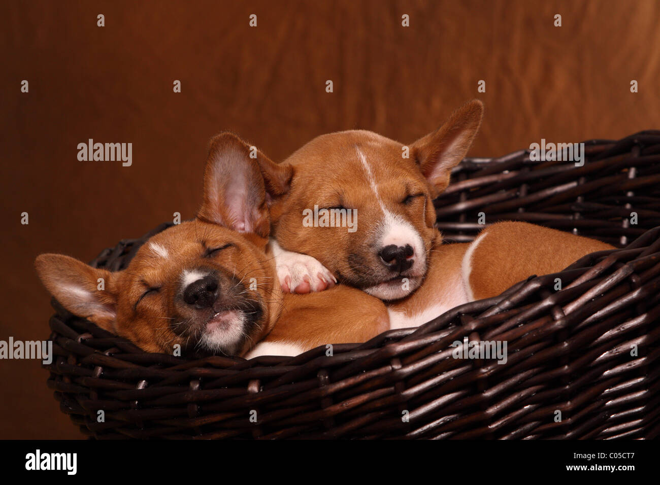 Basenji canis familiaris two puppies hi-res stock photography and ...