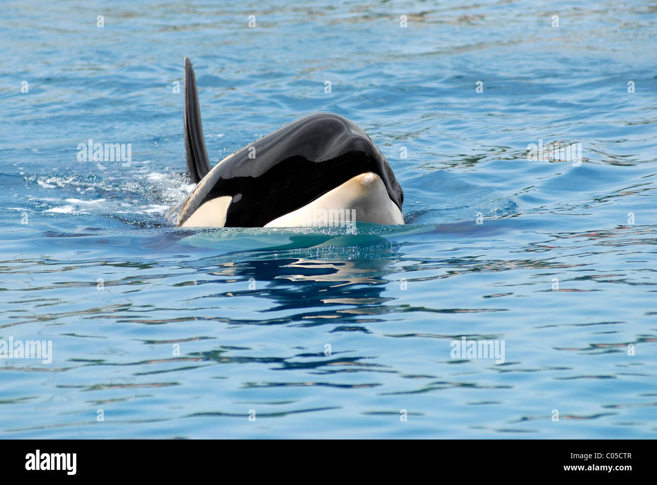 Closeup of front head of a killer whale (Orcinus orca) swimming in blue ...