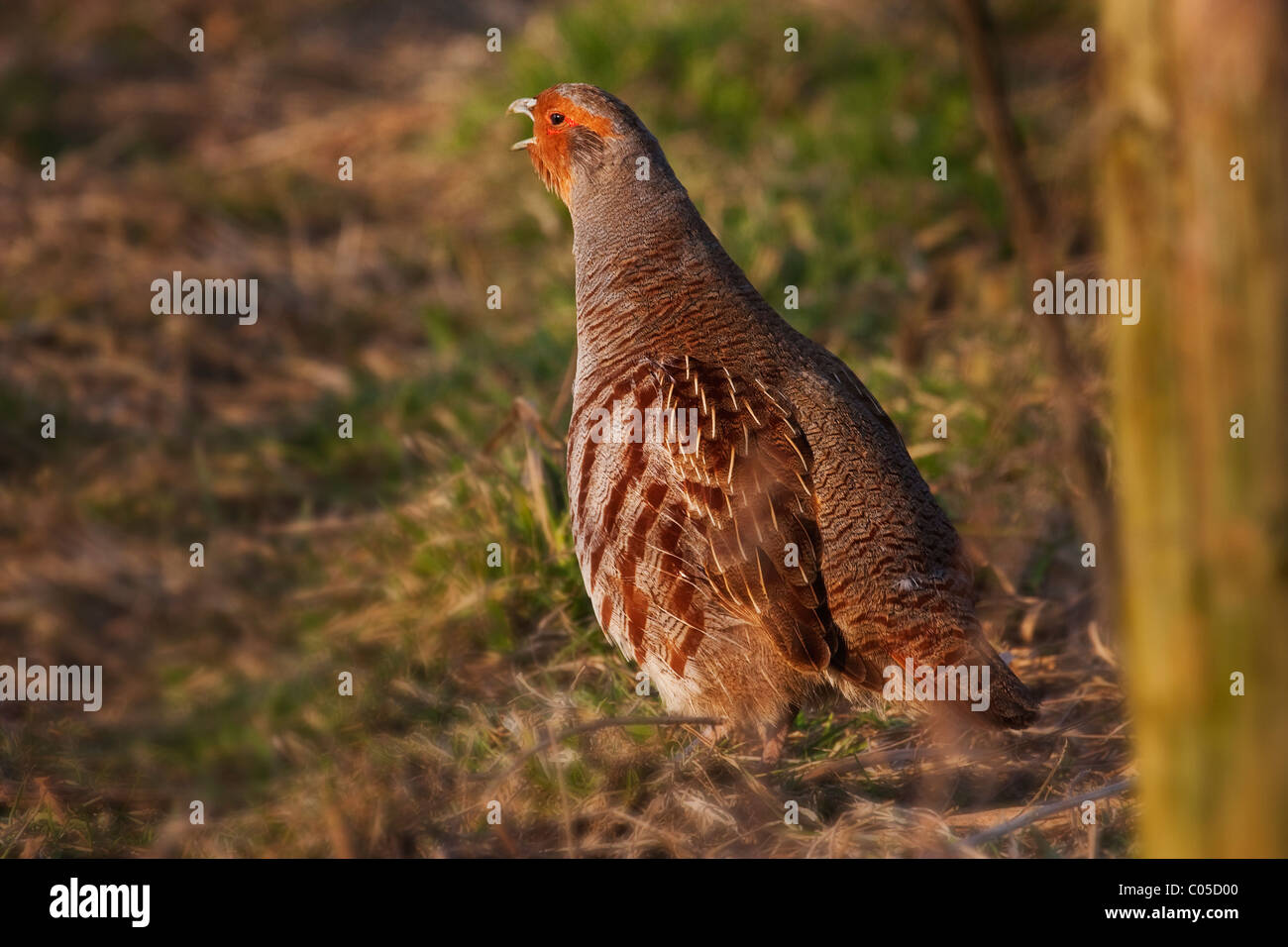 Nesting partridge hi-res stock photography and images - Alamy