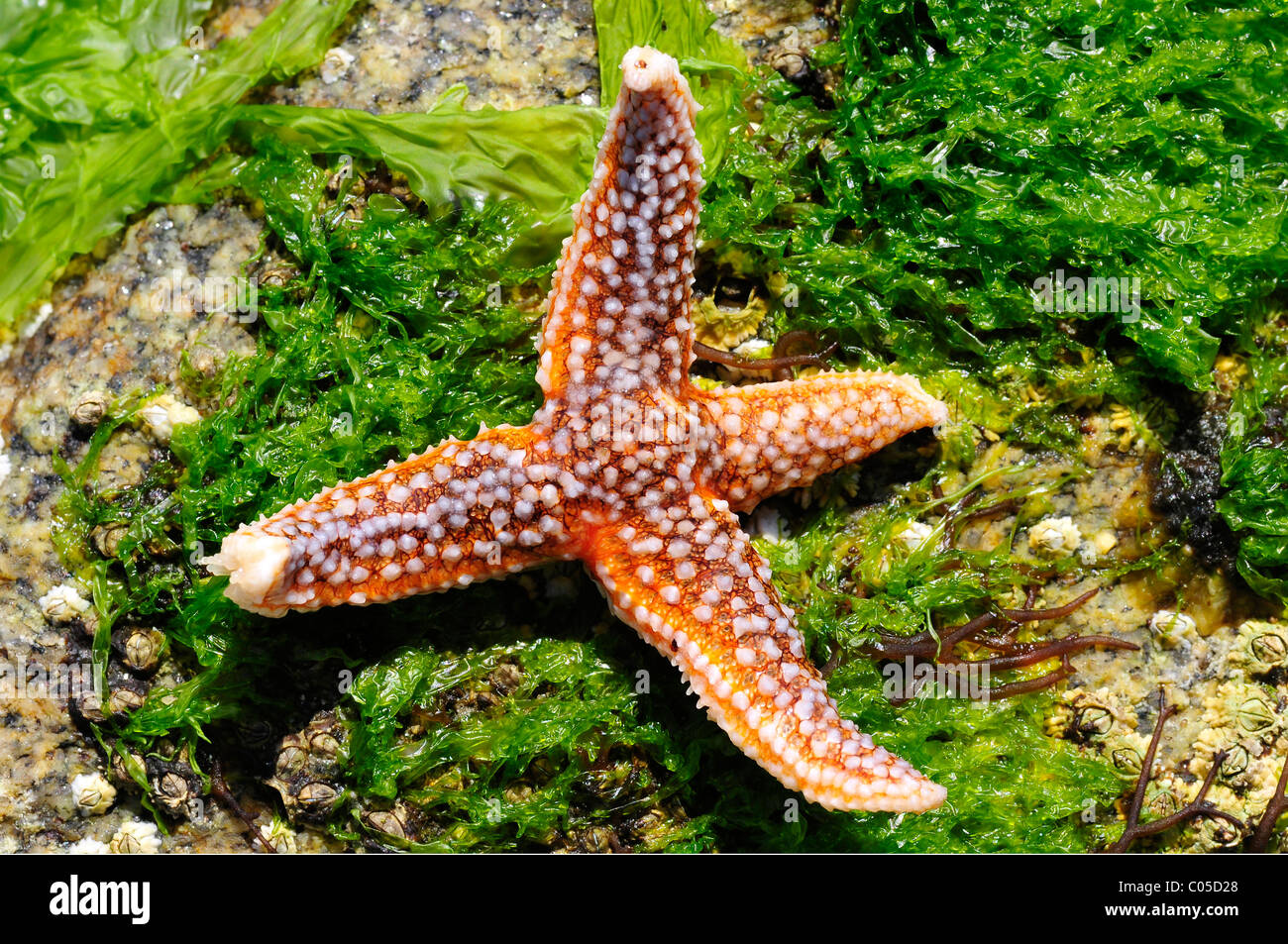 Asterias rubens arm hi-res stock photography and images - Alamy