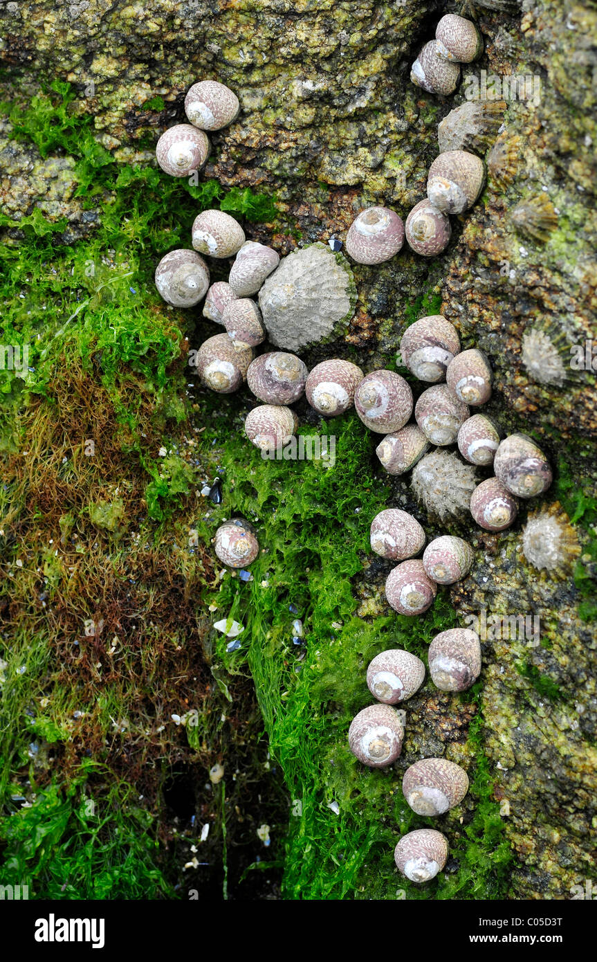 Shellfish, sea snails, and limpet on rock at low tide on the peninsula ...