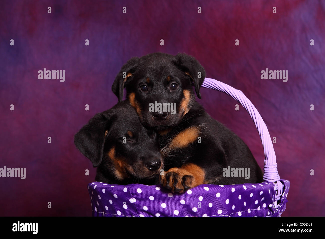 Two dogs puppies hi-res stock photography and images - Alamy