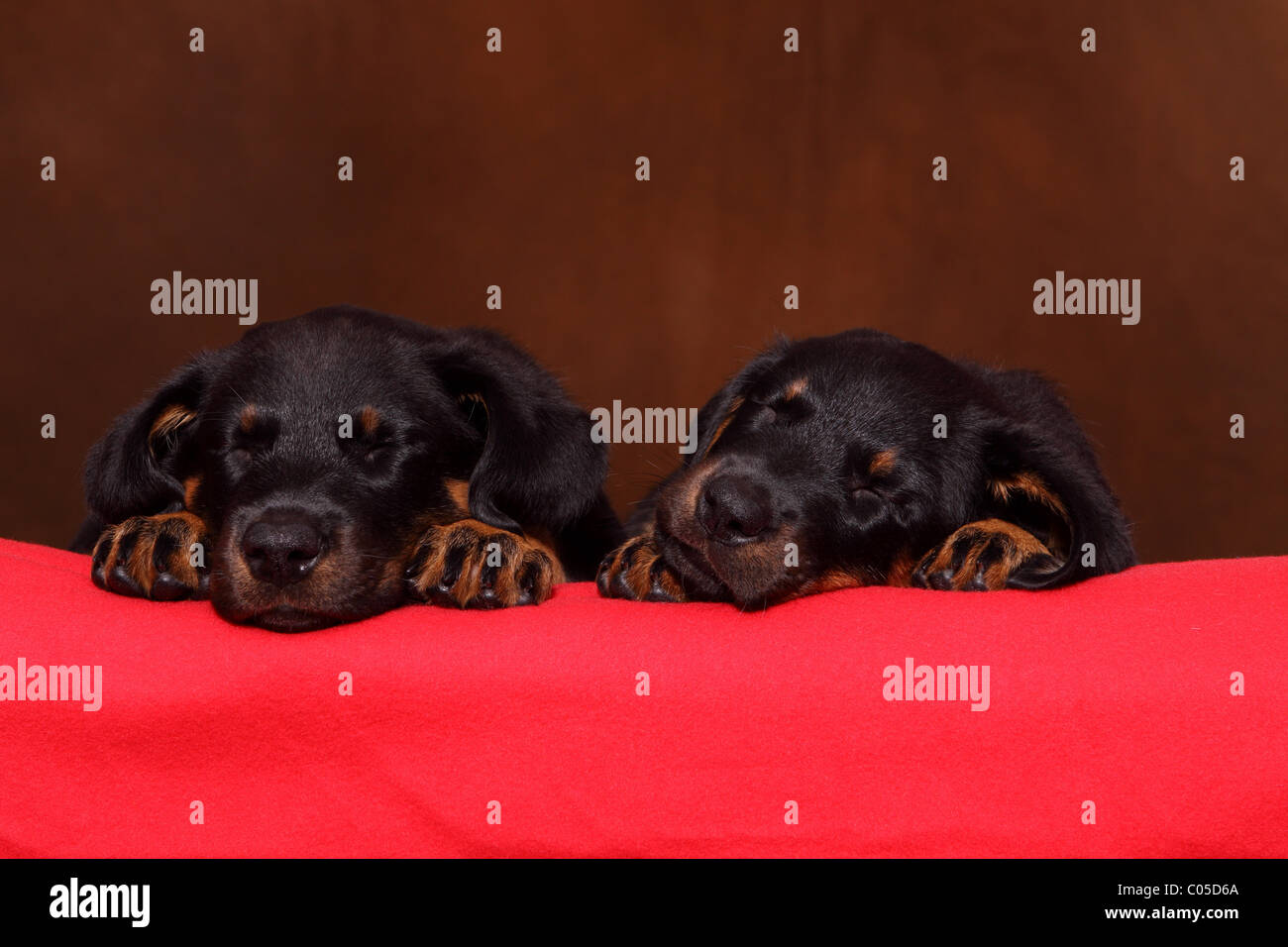 Two dogs puppies hi-res stock photography and images - Alamy
