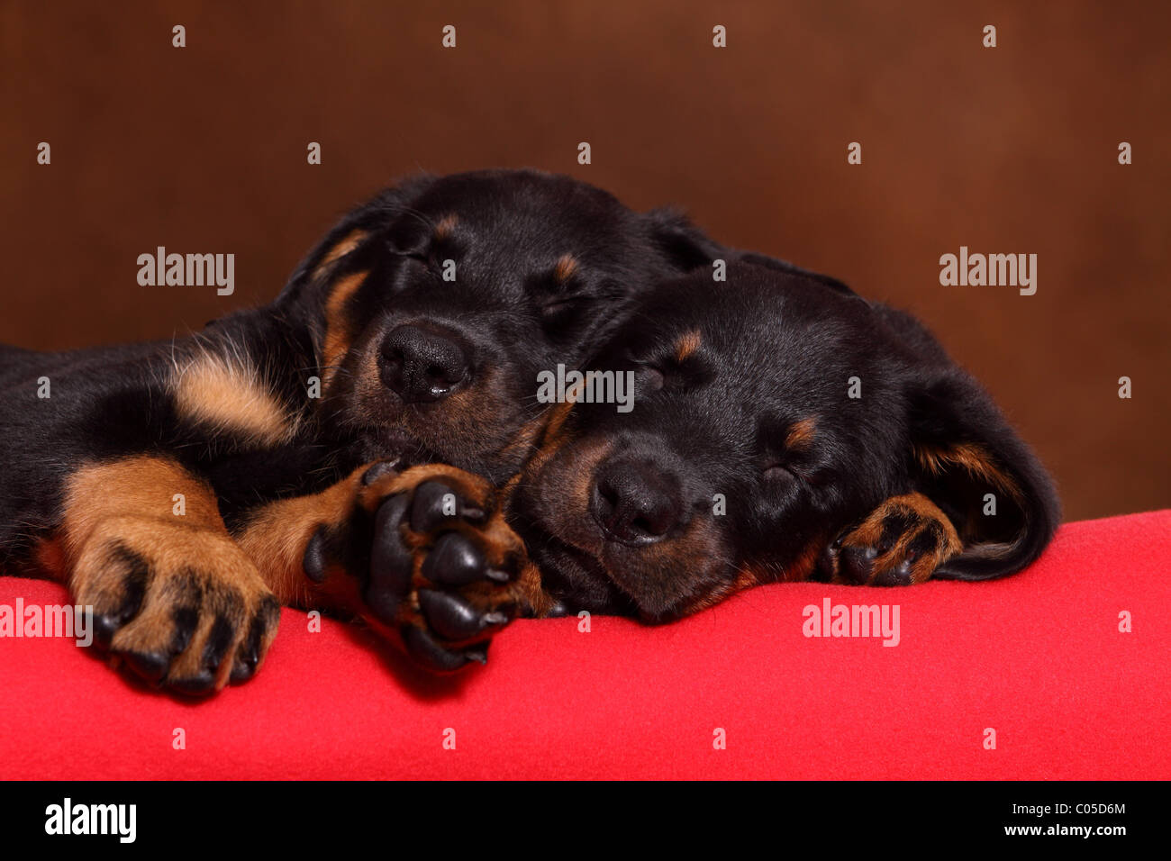 Two dogs puppies hi-res stock photography and images - Alamy