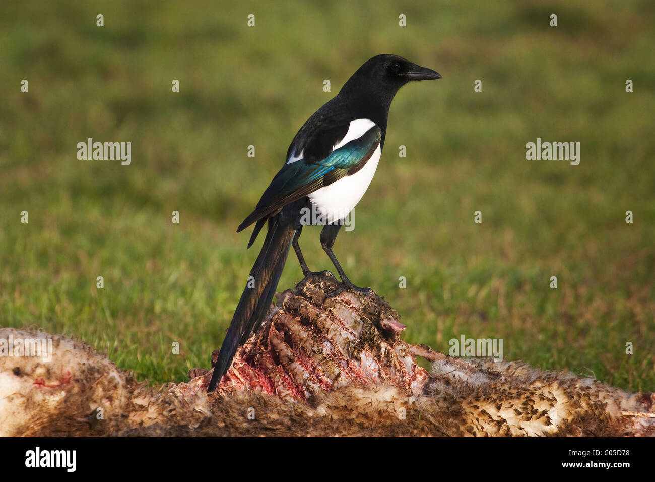 Magpie uk sheep hi-res stock photography and images - Alamy