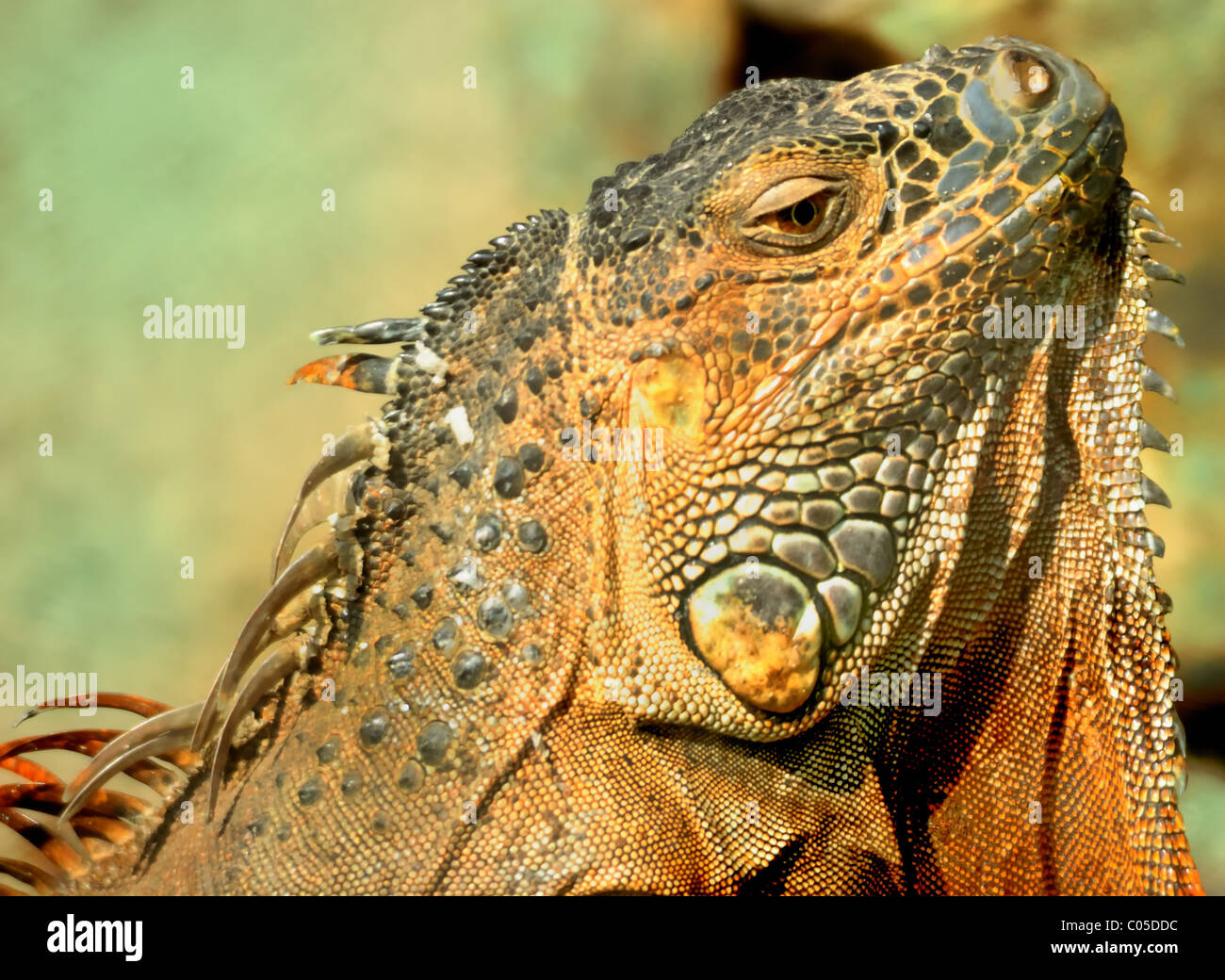 Portrait green iguana hi-res stock photography and images - Alamy