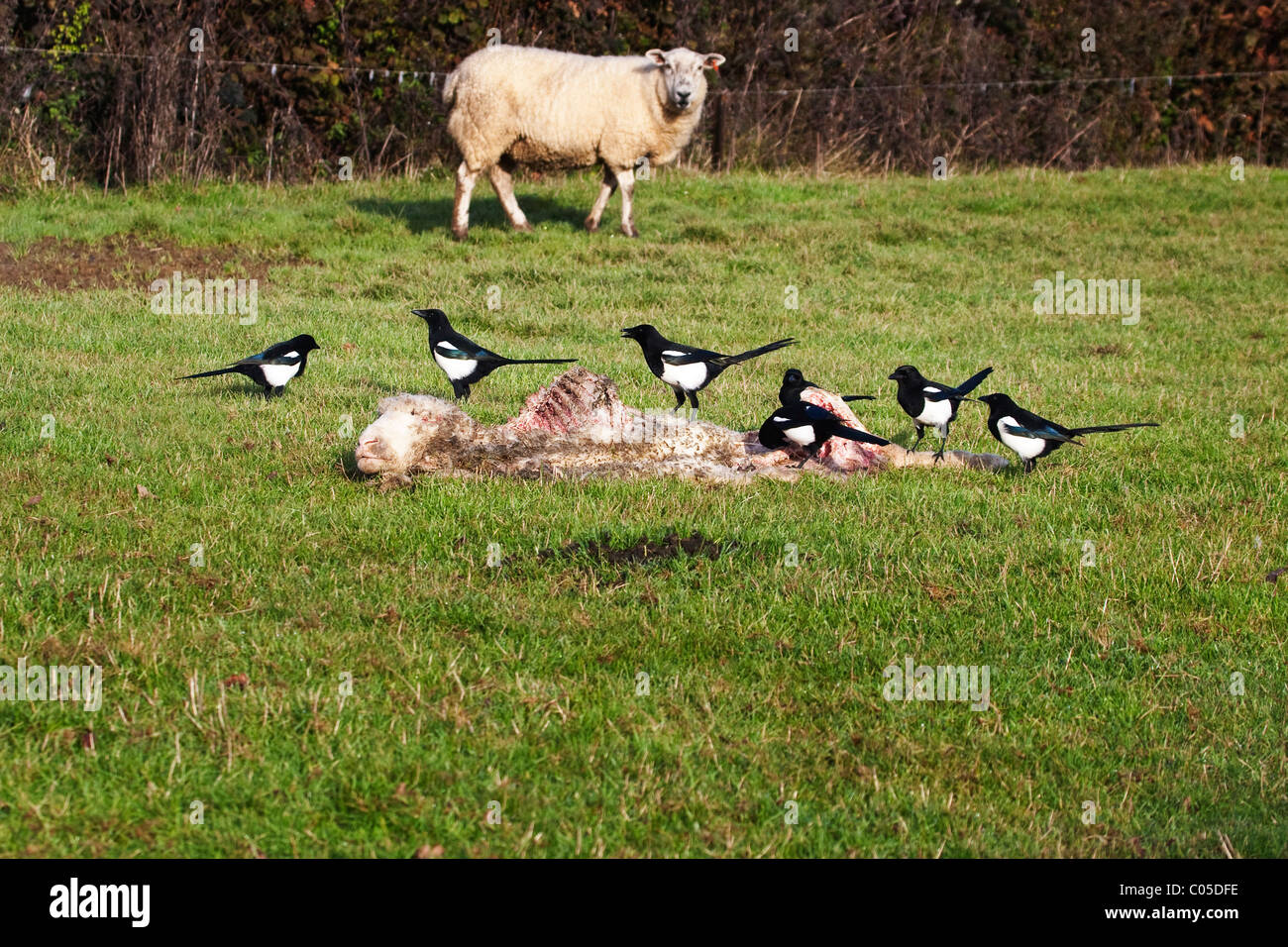 Magpies and uk hi-res stock photography and images - Alamy