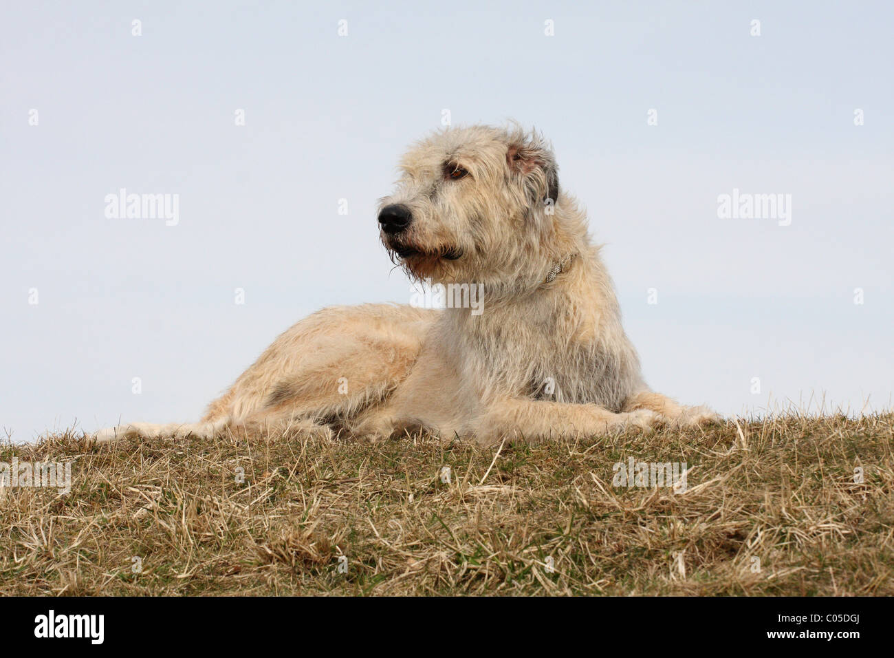 Irish wolfhound male hi-res stock photography and images - Alamy