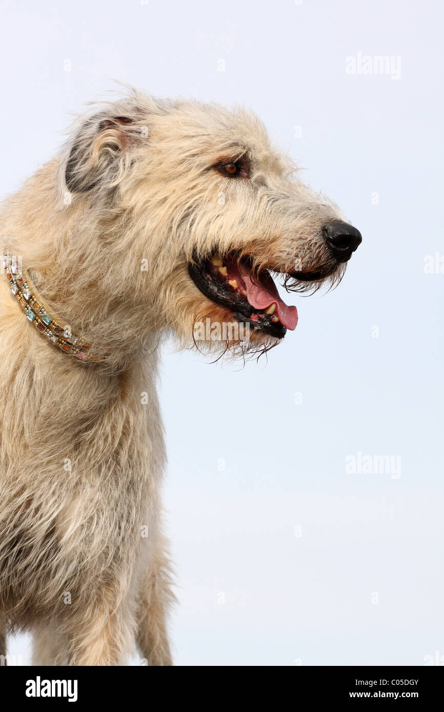 Irish Wolfhound Portrait Stock Photo - Alamy