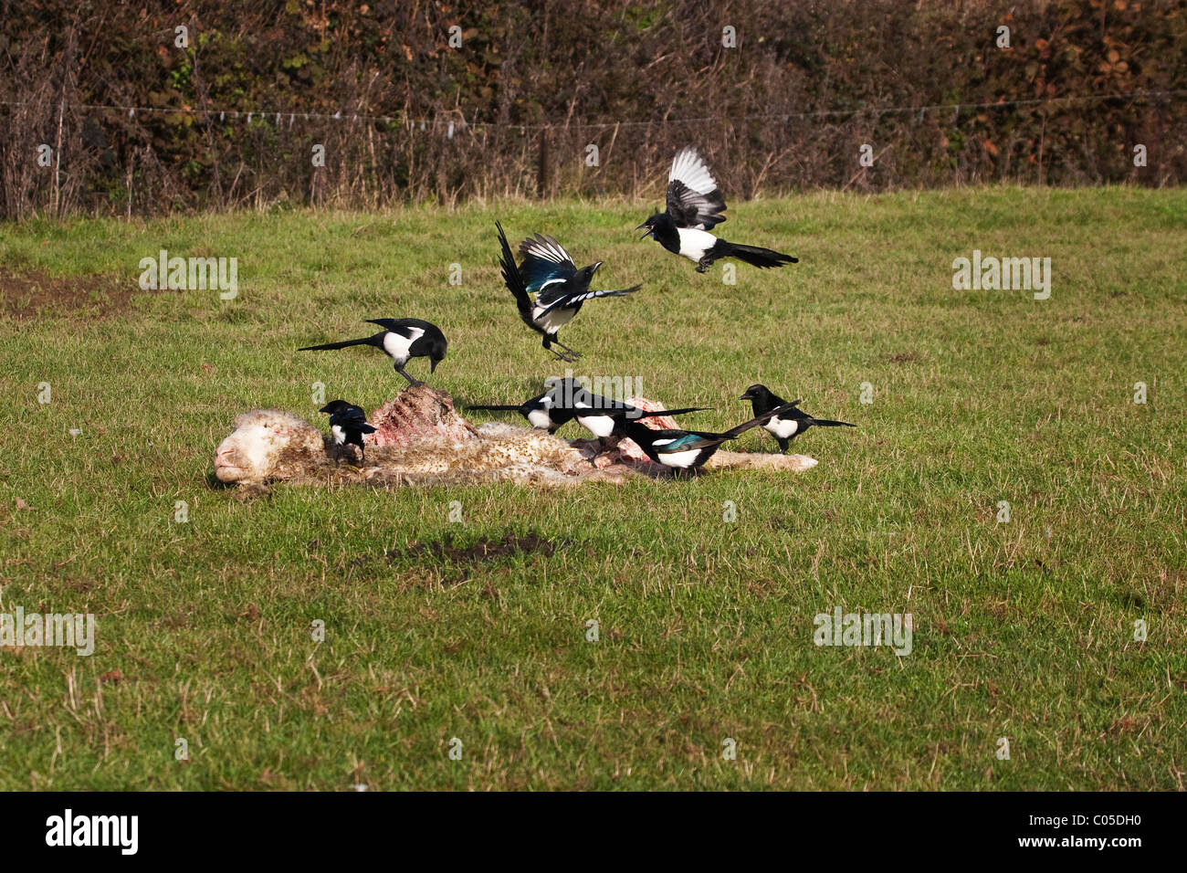 Sheep carcass hi-res stock photography and images - Alamy