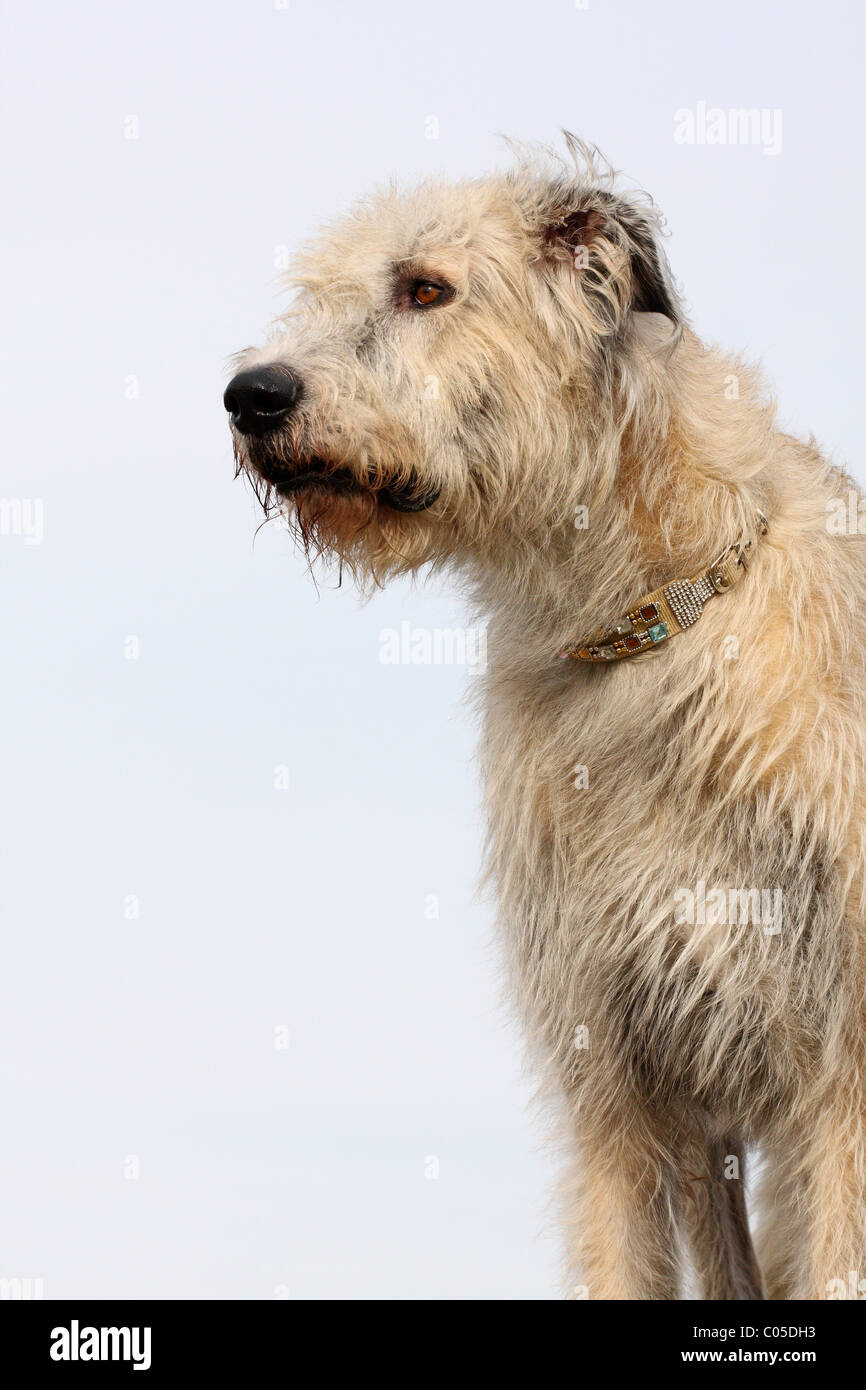 Irish Wolfhound Portrait Stock Photo - Alamy