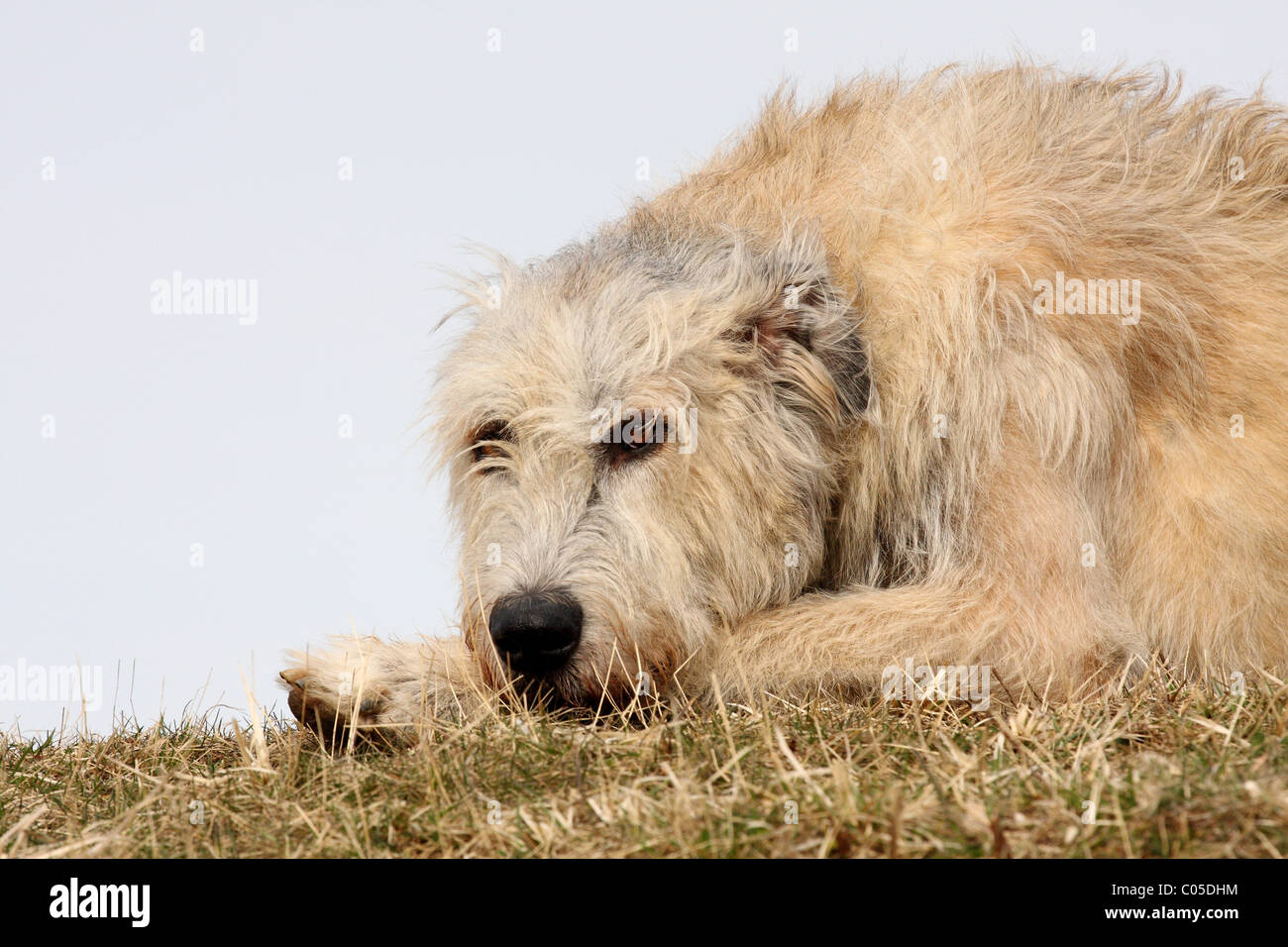 Irish wolfhound resting hi-res stock photography and images - Alamy