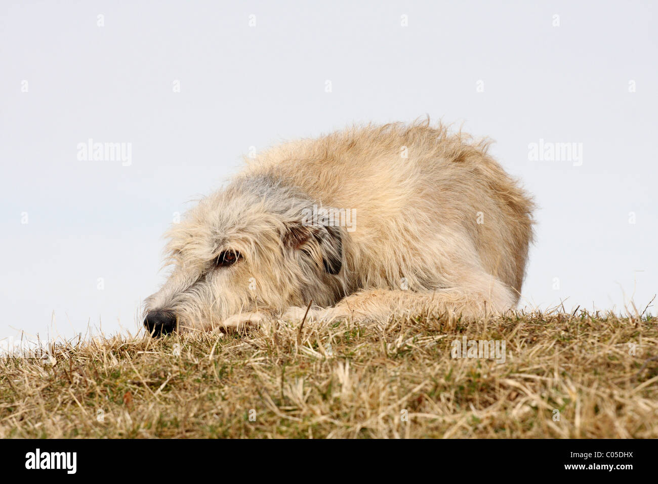 Irish wolfhound resting hi-res stock photography and images - Alamy