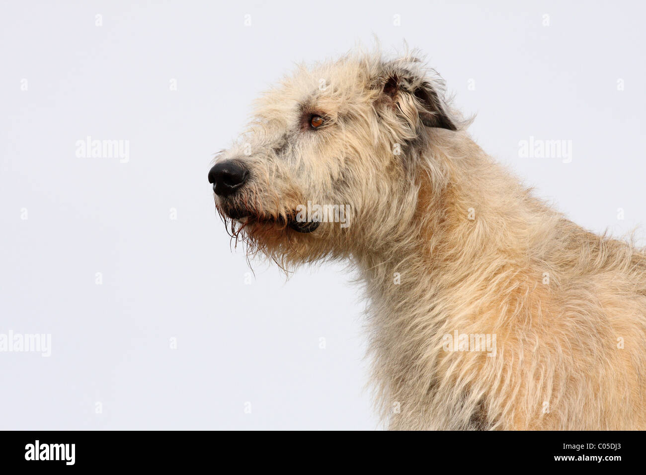 Irish wolfhound male hi-res stock photography and images - Alamy